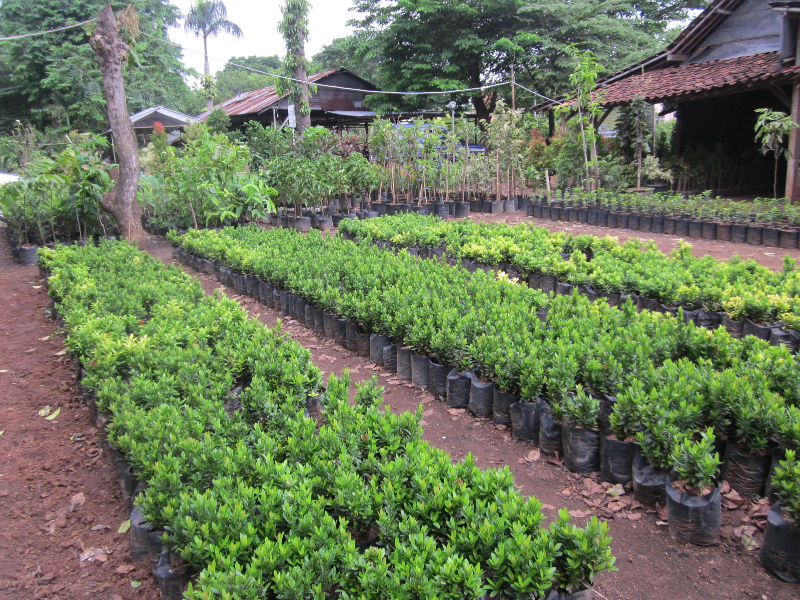 BIBIT JATI MERAH DAN TANAMAN KERAS