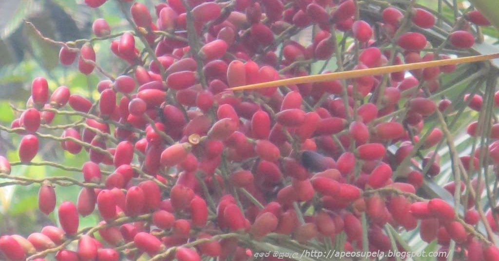 දේශීය ඉඳි [Idi] (Phoenix pusilla) ~ අපේ ඔසුපැළ Medicinal Plants of Sri ...