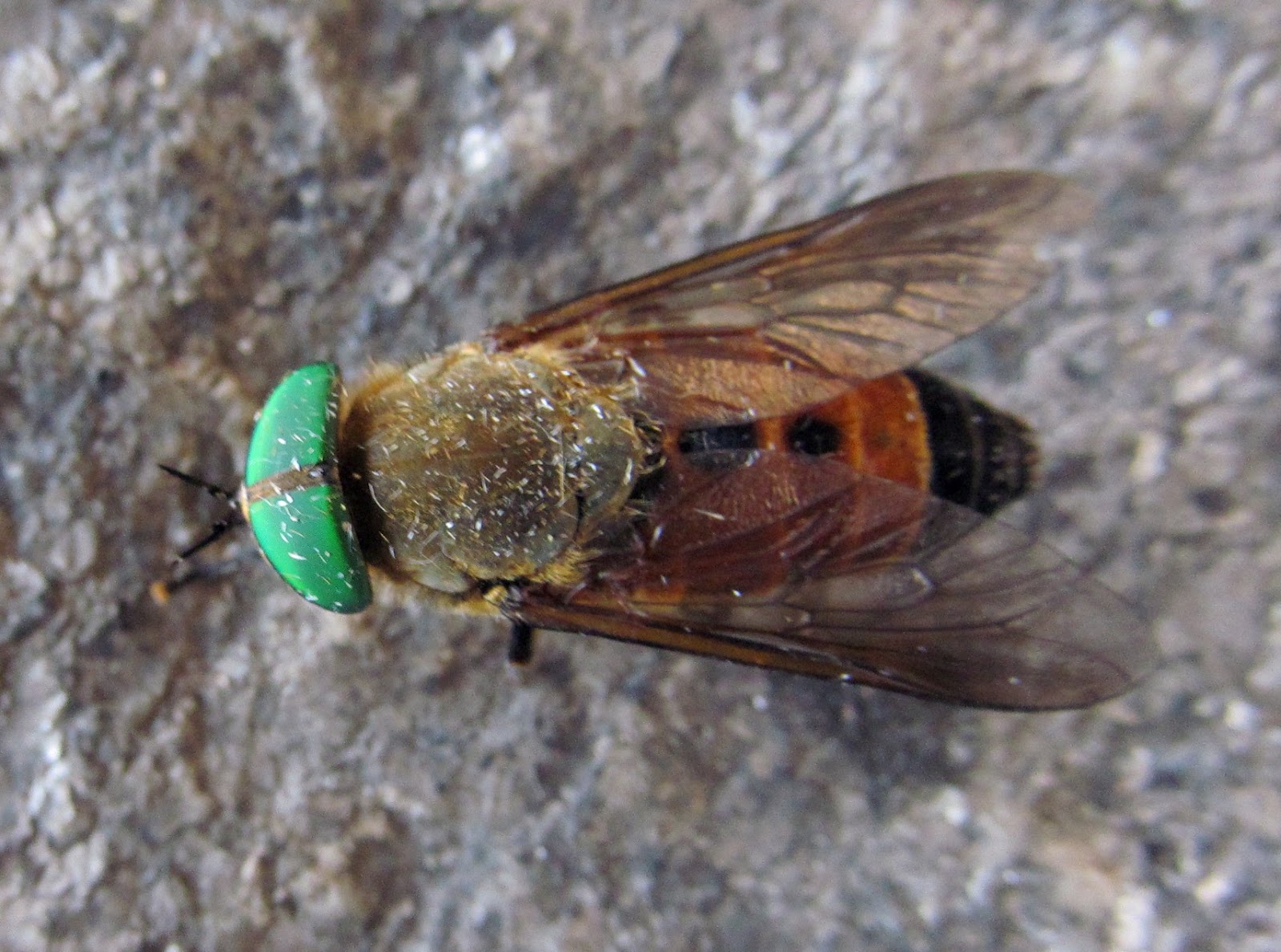 Professor P.Brain's blog: Sikkim Favourites