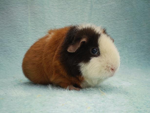 Caviastal Namasté: US-Teddy