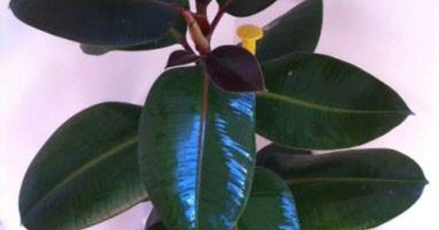 jardines casa de bonsái: FICUS ELASTICA