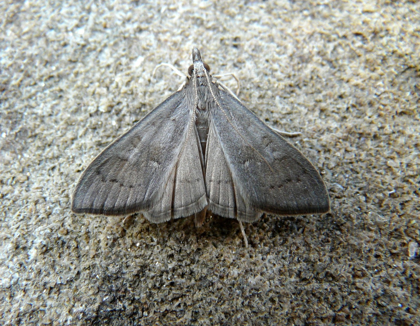 birdingexmouth: French Moths