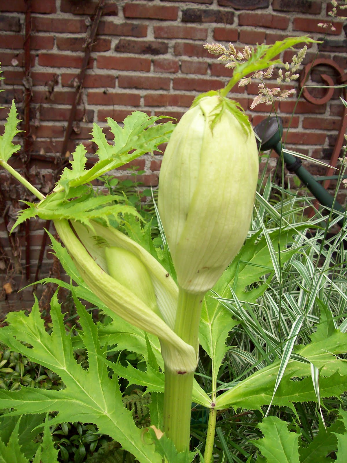 rondom BLOKHUUS: In de tuin 2009-2010 bereklauw