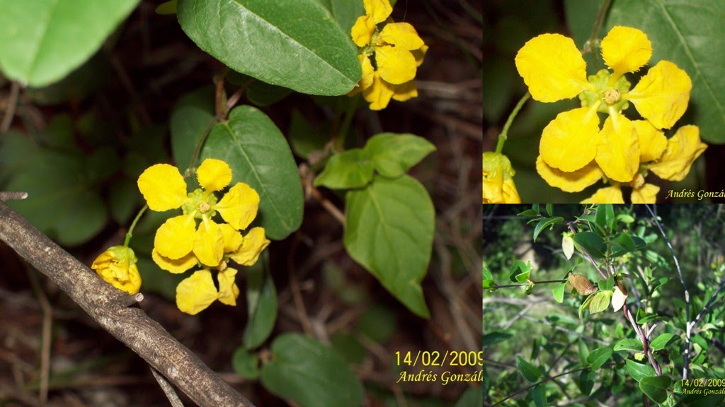 FOTOS DE FLORA NATIVA Y ADVENTICIAS DE URUGUAY : Janusia guaranitica ...