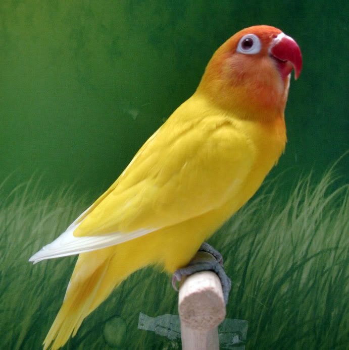 Wallpaper Charming: Love Bird
