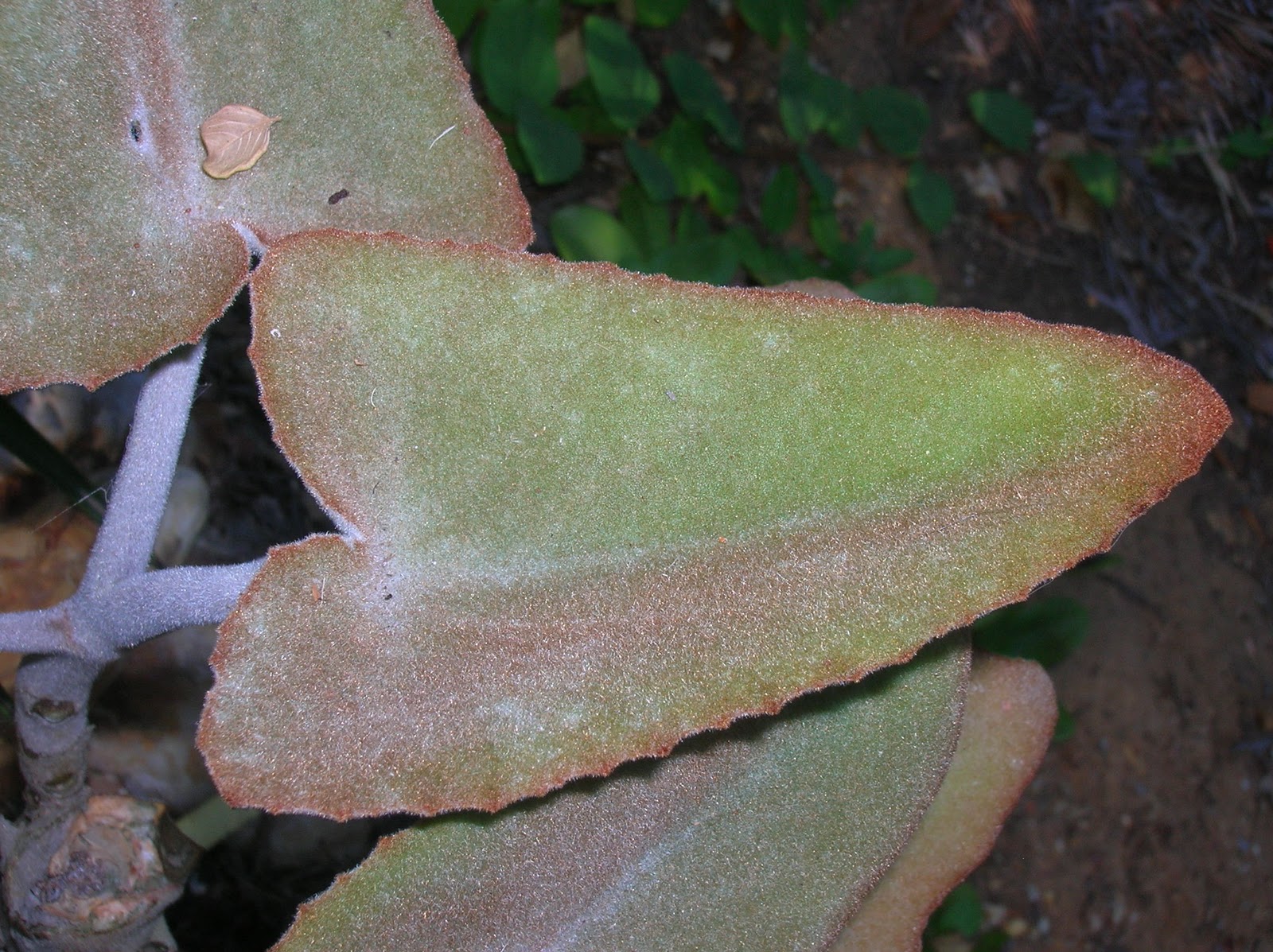 Recregarden: KALANCHOE BEHARENSIS