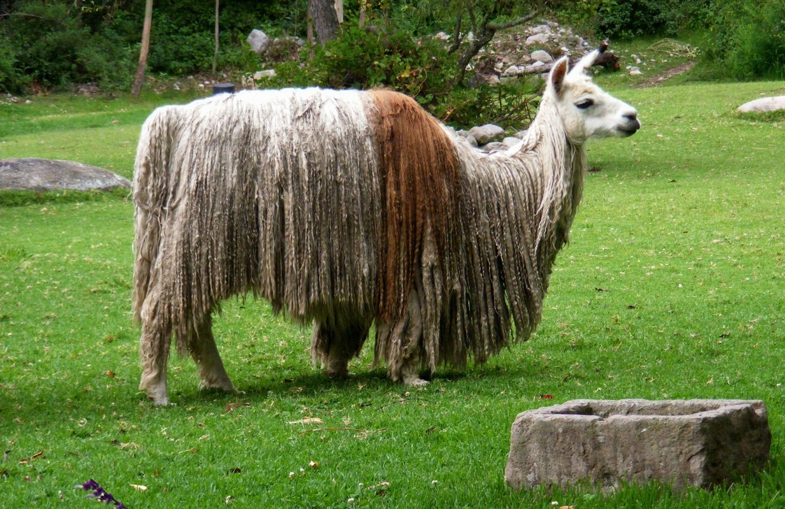 la ballade de Pégase: Cuzco, la Vallée sacrée et ...