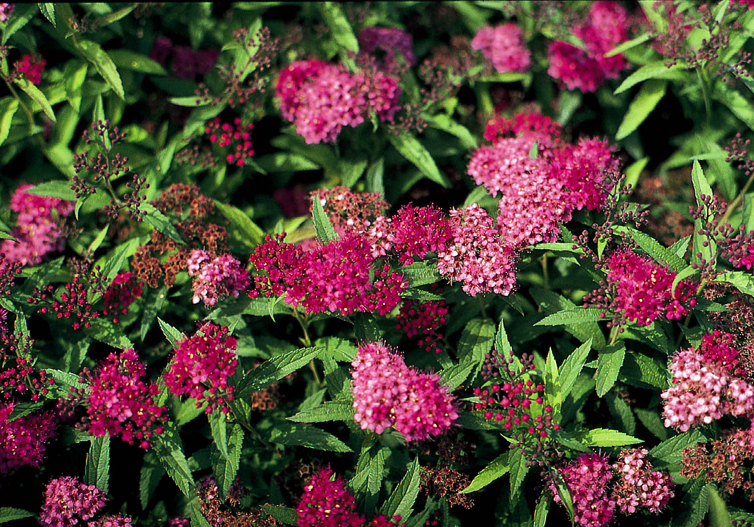 Ichabod, The Glory Has Departed: Spirea - Neon Flash - Butterfly Plant