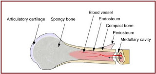 Biology TuteLaGe: 2015