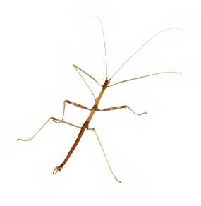 Amazing Stick Insect - Giant Stick Bug Facts, Photos, Information ...