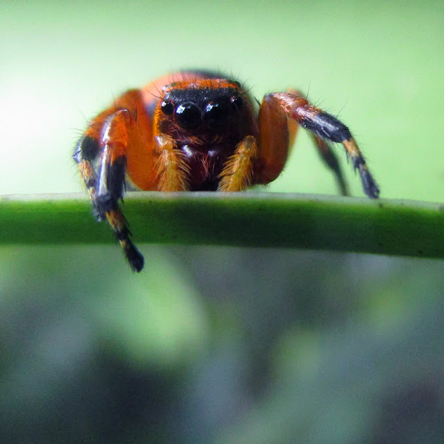 Insects Of The Atlantic Forest (Mata Atlântica) Photographed By: Ithaka ...