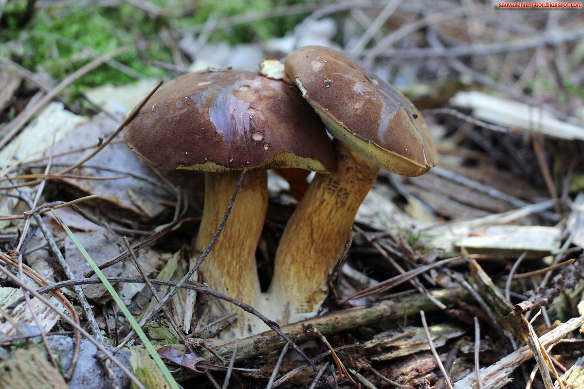 Sauvagement-Bon: Bolets