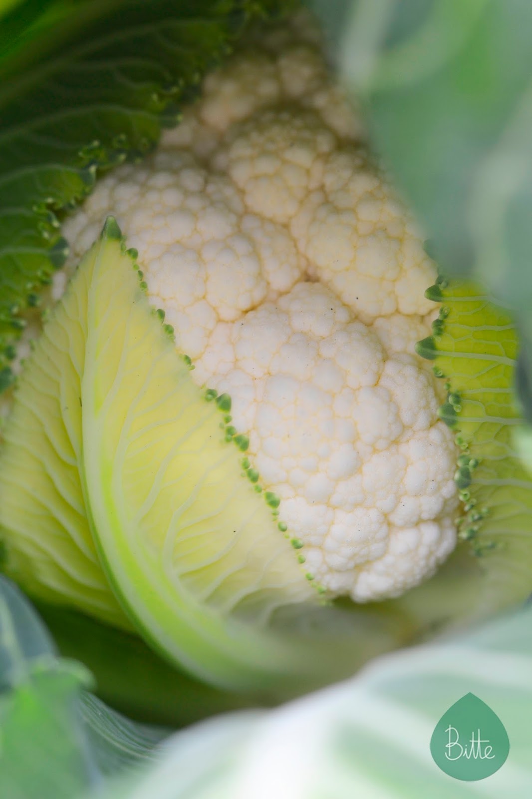 Bitte: Descubriendo la coliflor