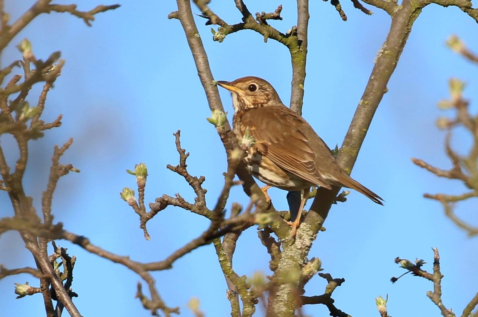 NAŠE ZAHRADY: Drozd zpěvný. Poznáte je? #Drozd zpěvný, Jaro, Poznáte je ...