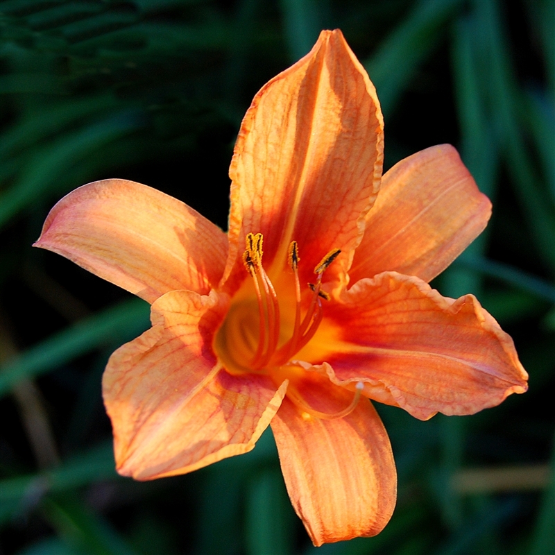 Capadia Designs: Summer Garden