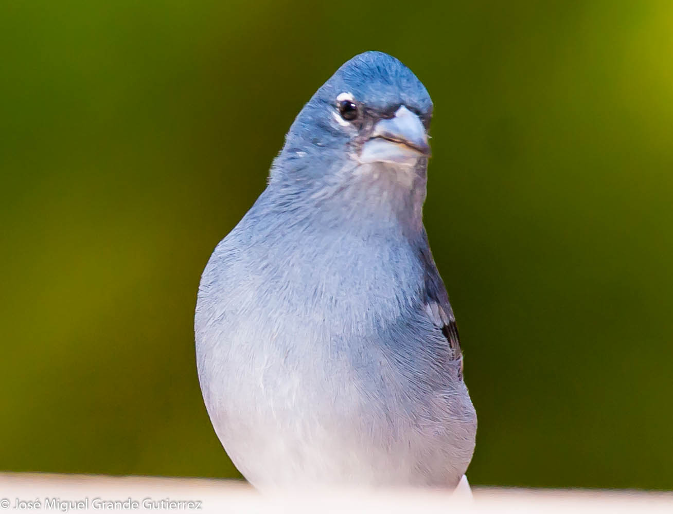 AVECEDARIO2016-UN MUNDO MARAVILLOSO: Pinzón Azul del Teide- Fringilla ...