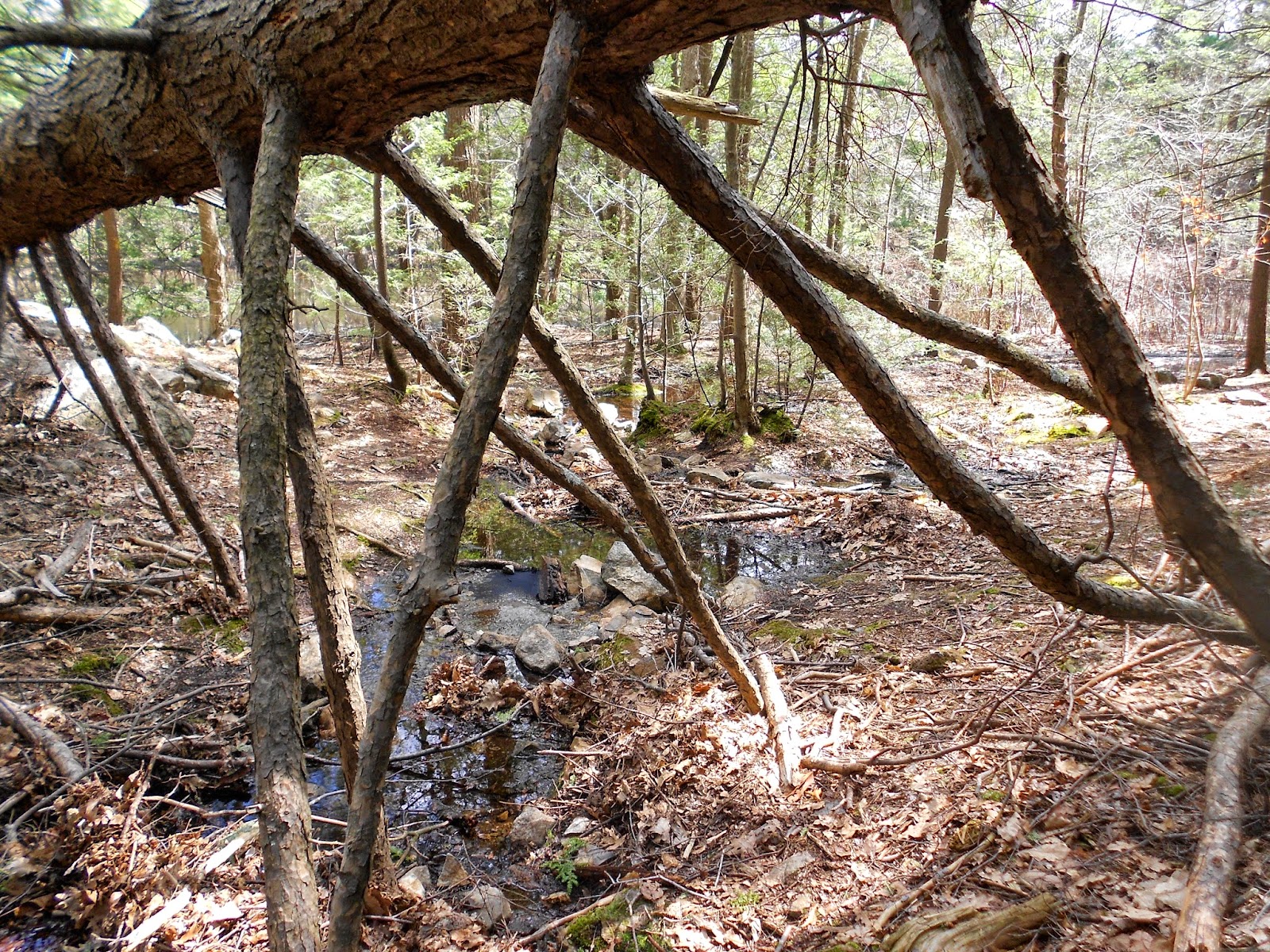 Breakheart Trail Running: Orienteering In Breakheart Reservation