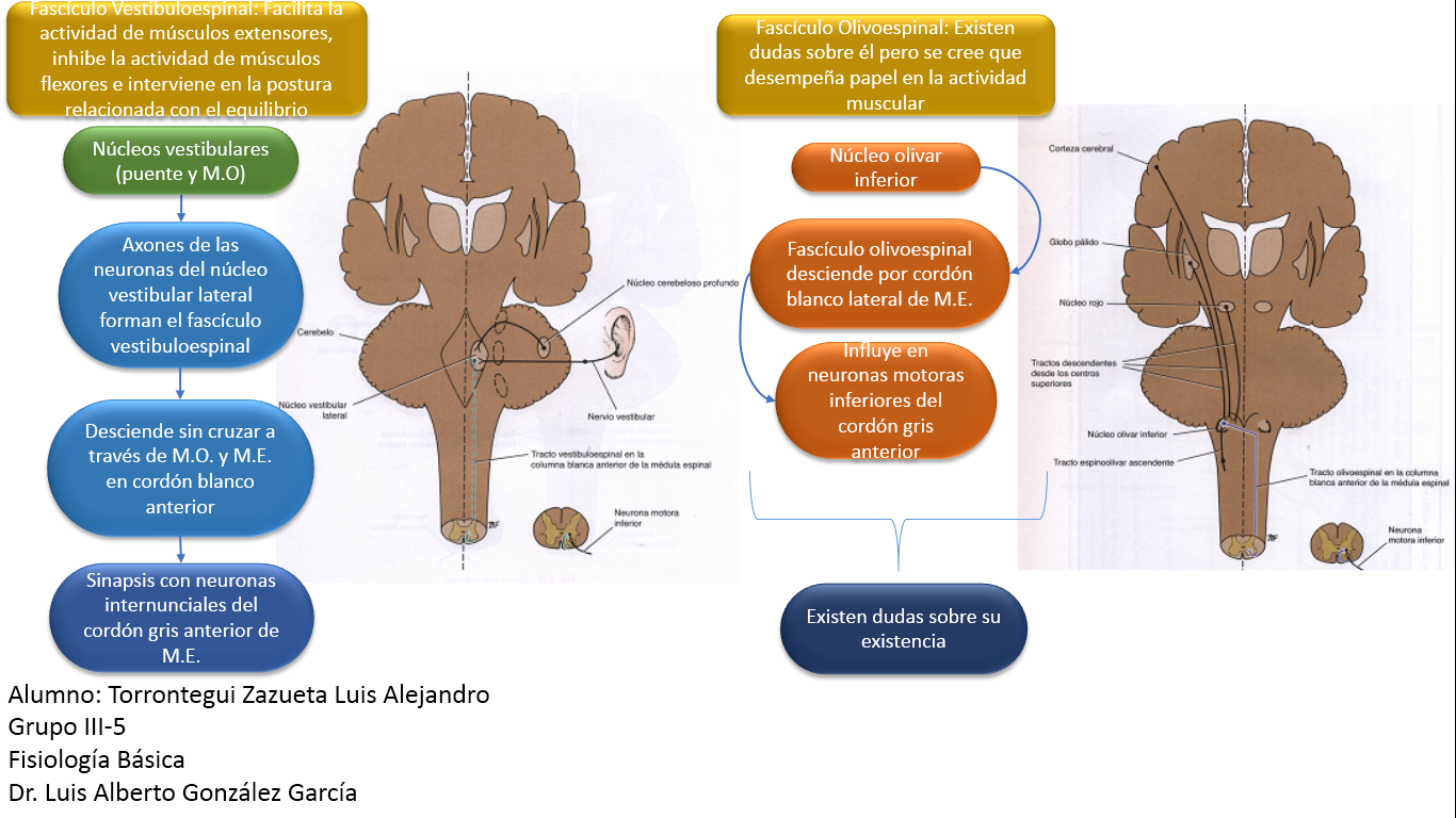 Fisiología Básica: Vías Descendentes de la Médula Espinal, Neurona ...