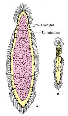 ANIMALS OF THE WORLD