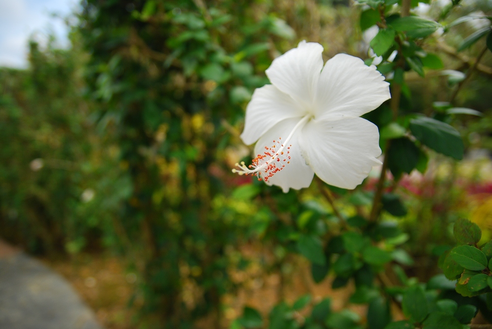 Cik-Anne Travel Blog: Bercanda di Taman Seribu Bunga....