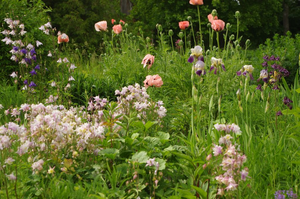 roos on roos: Kurekellasatsiline...