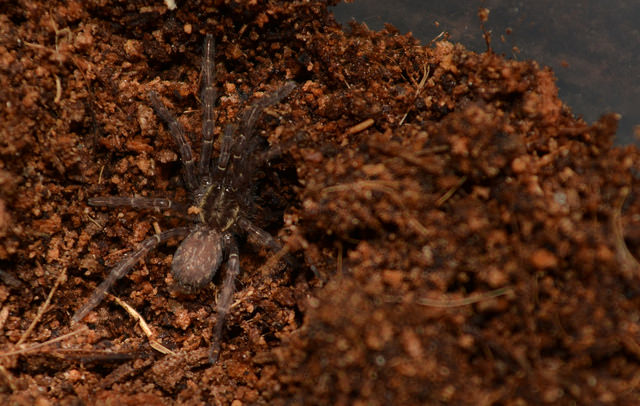 Little Tarantulas: Heterothele gabonensis