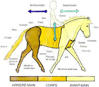 Le cheval, plus qu'une passion : Les anatomies , les muscles et le ...