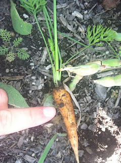 Ap Bio Summer Assignment : Modified Root of a Plant