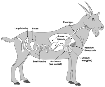 Яɛʌιƨισи мακɛ Ƥɛяғɛcт: Biology- Food digestion in Animals