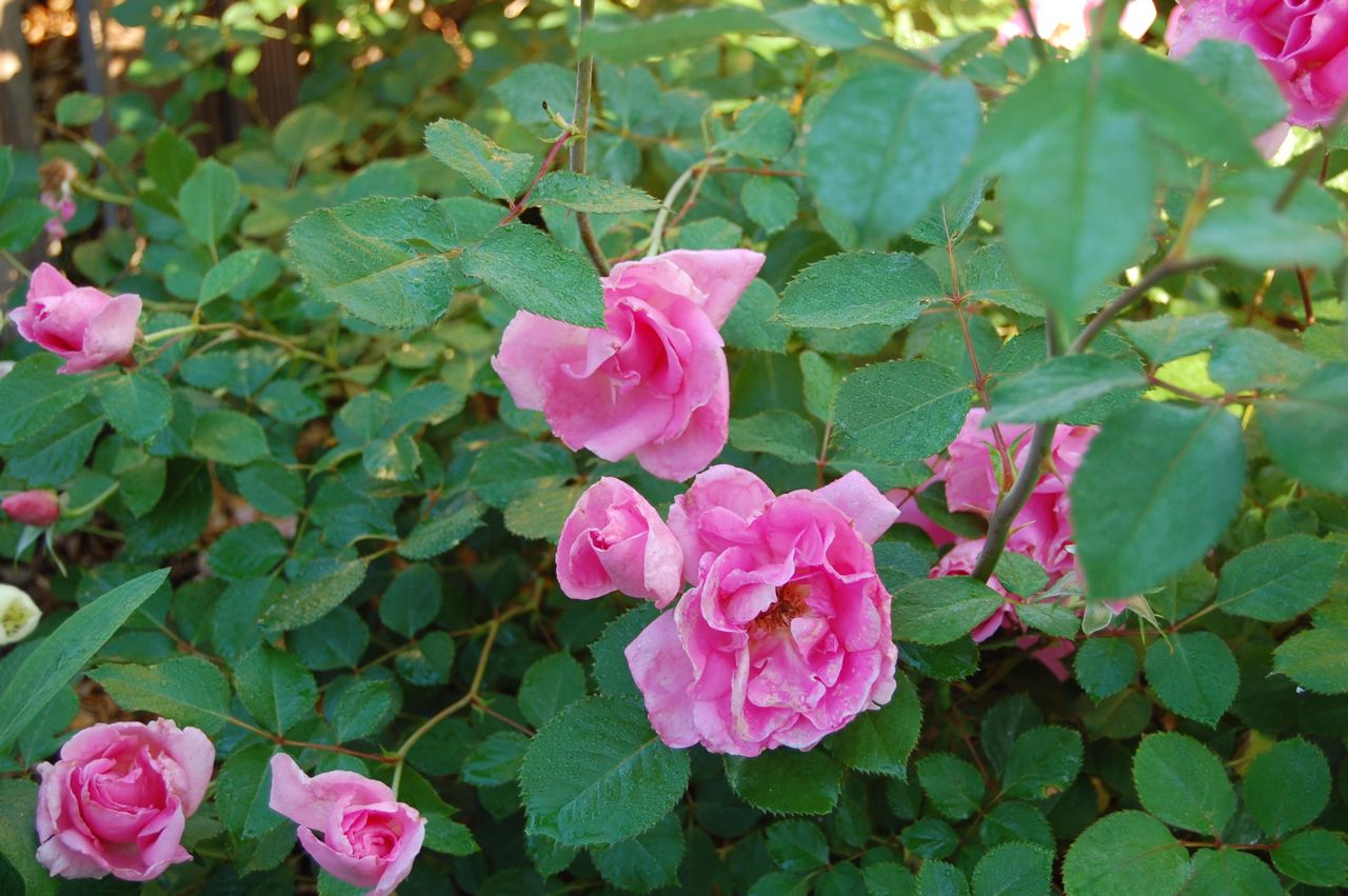Jeannie's Fairy Rose Louisiana Garden: Katy Road Pink Rose in My Corner ...
