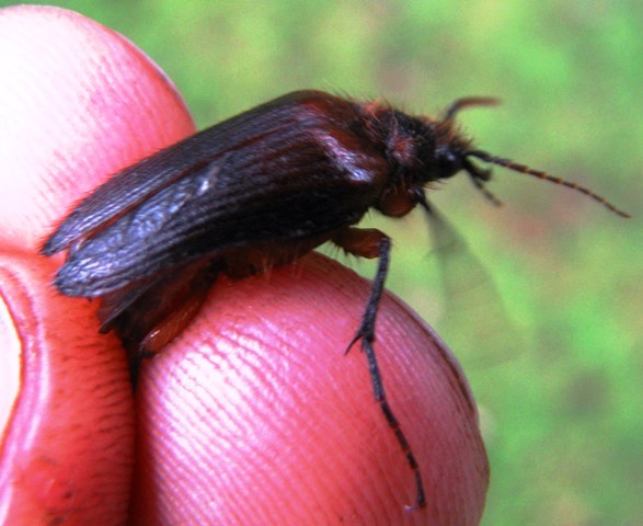 Insectos de los bosques del Volcán Chicabal: mayo 2013