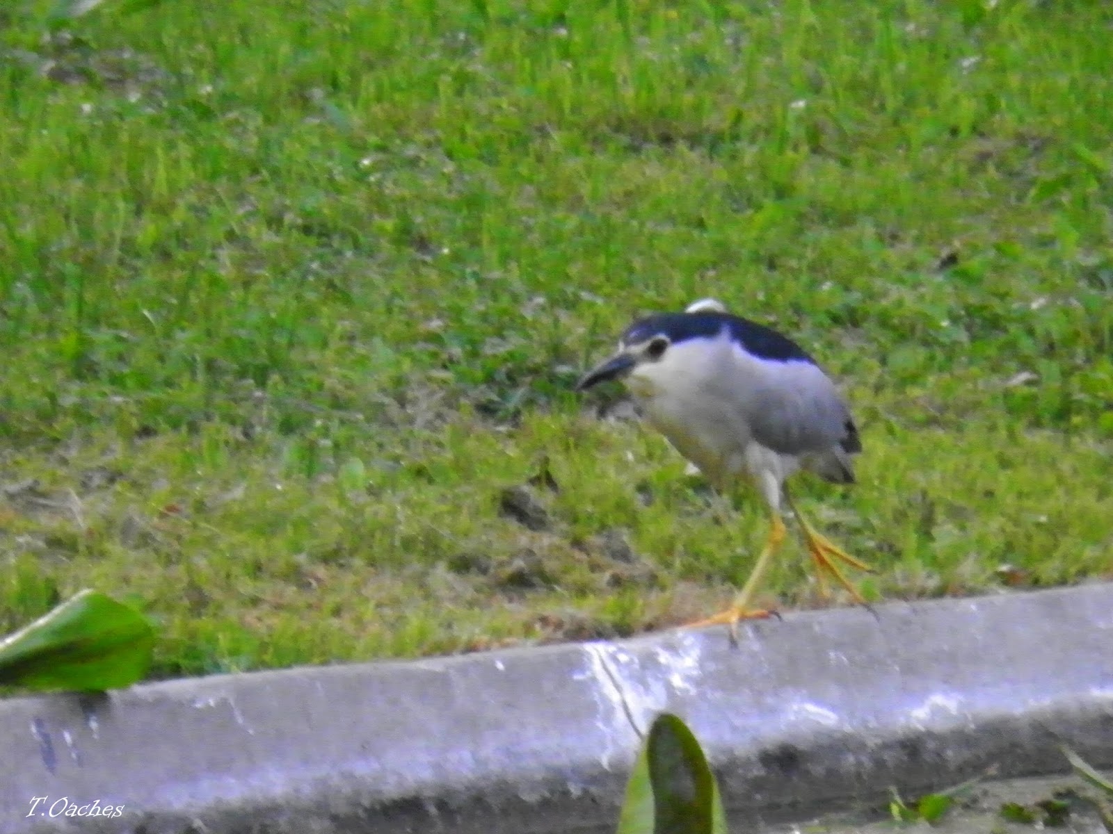 PASARI DIN ROMANIA: STARC DE NOAPTE, Nycticorax nycticorax