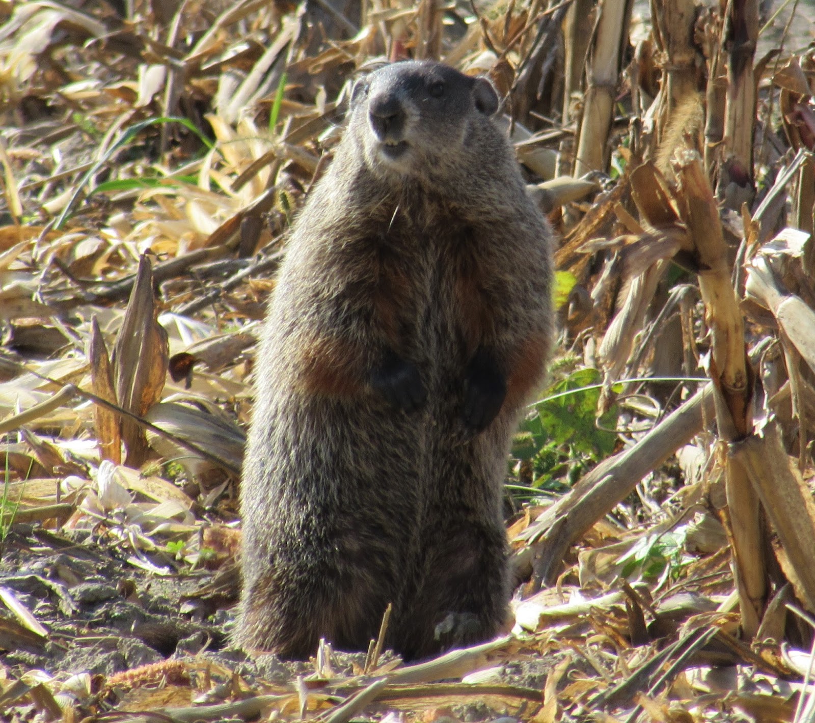 True Blue Sam the Travelin' Man: Oh, Groundhog!