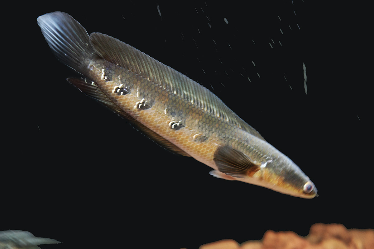 Toman Bunga wild caught from Sg. Dusun tributary