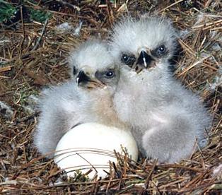 Species Eagles Hawk Sulawesi | Animals In The World