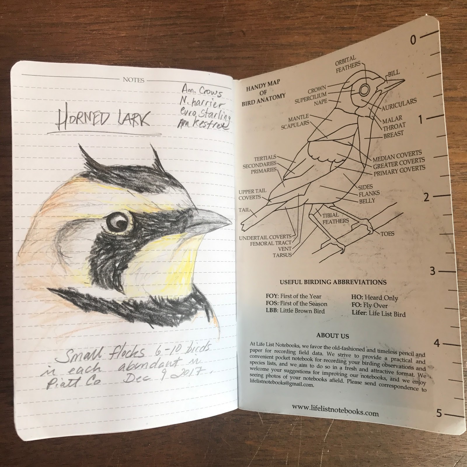 Sketching in Nature: Winter Bird Notes