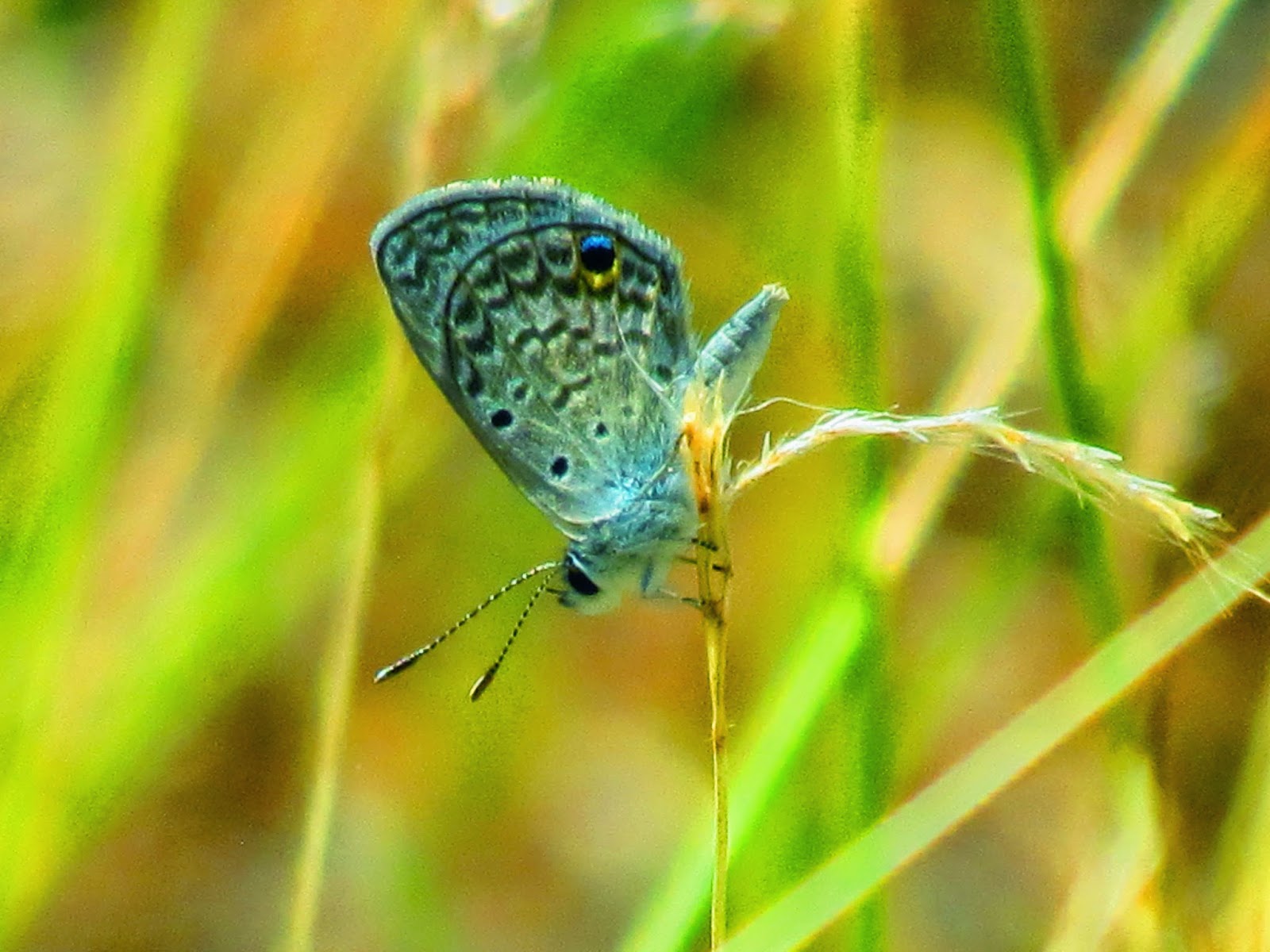 Foto Blog Puerto Rico: Fotos de Mariposas
