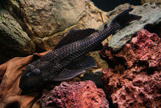 Nature Lover: Pleco Fish