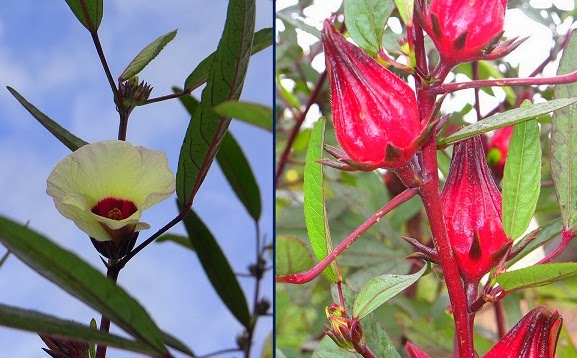 Manfaat Bunga Rosella bagi Kesehatan dan Kecantikan Tubuh | Aneka Resep ...