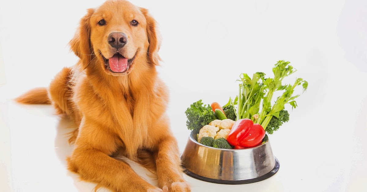 Jenis Makanan Sehat Untuk Anjing - INFO DOGGY