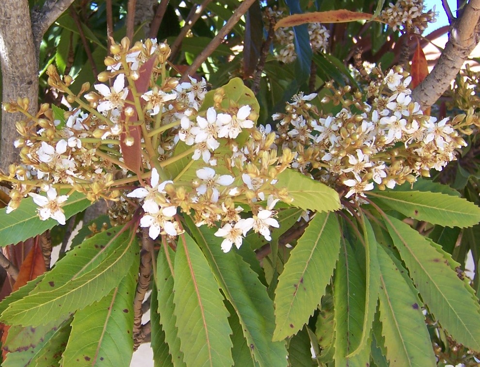 The 2 Minute Gardener: Photo - Bronze Loquat Tree (Eriobotyra deflexa)