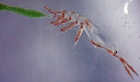 Real Monstrosities: REAL monstrosa