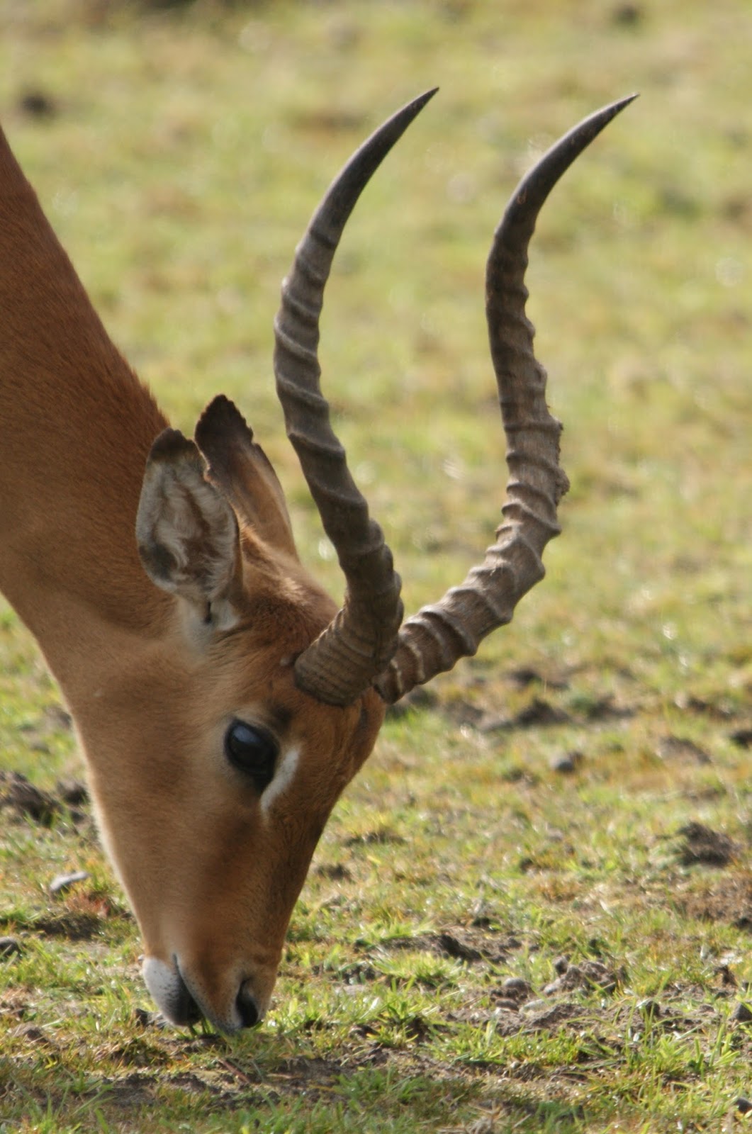 Zoogdieren: Impala
