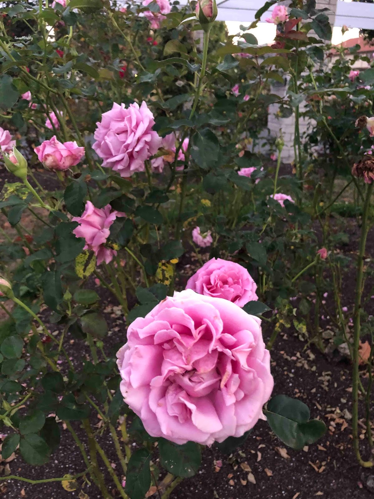 Hawaii Mom Blog: Visit New Zealand: Murray Linton Rose Garden