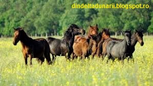Mobila pentru bucataria: Cai salbatici din delta dunarii