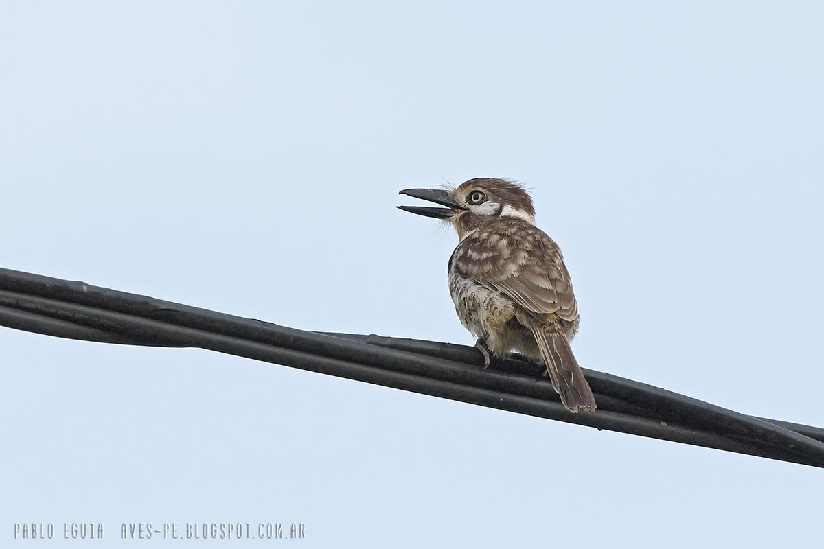 mis fotos de aves: Hypnelus ruficollis Buco Bobito Russet-throated Puffbird