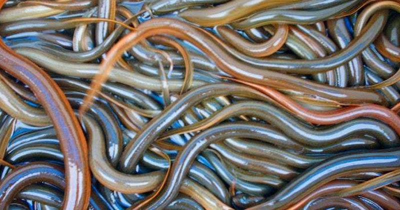 Cara Praktis Budidaya Belut | SELAMAT DATANG