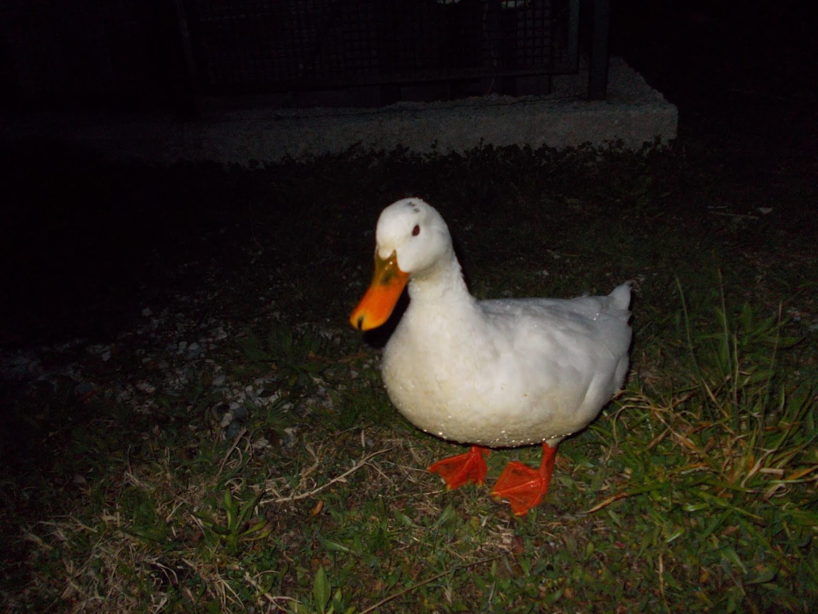 Piccola papera cerca compagnia