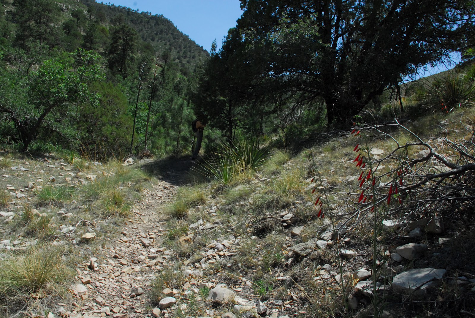 Texas Mountain Trail Daily Photo: Tejas Trail from Dog Canyon in ...