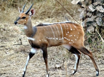 African Bushbuck Animals | Amazing Facts & Latest Pictures | All ...